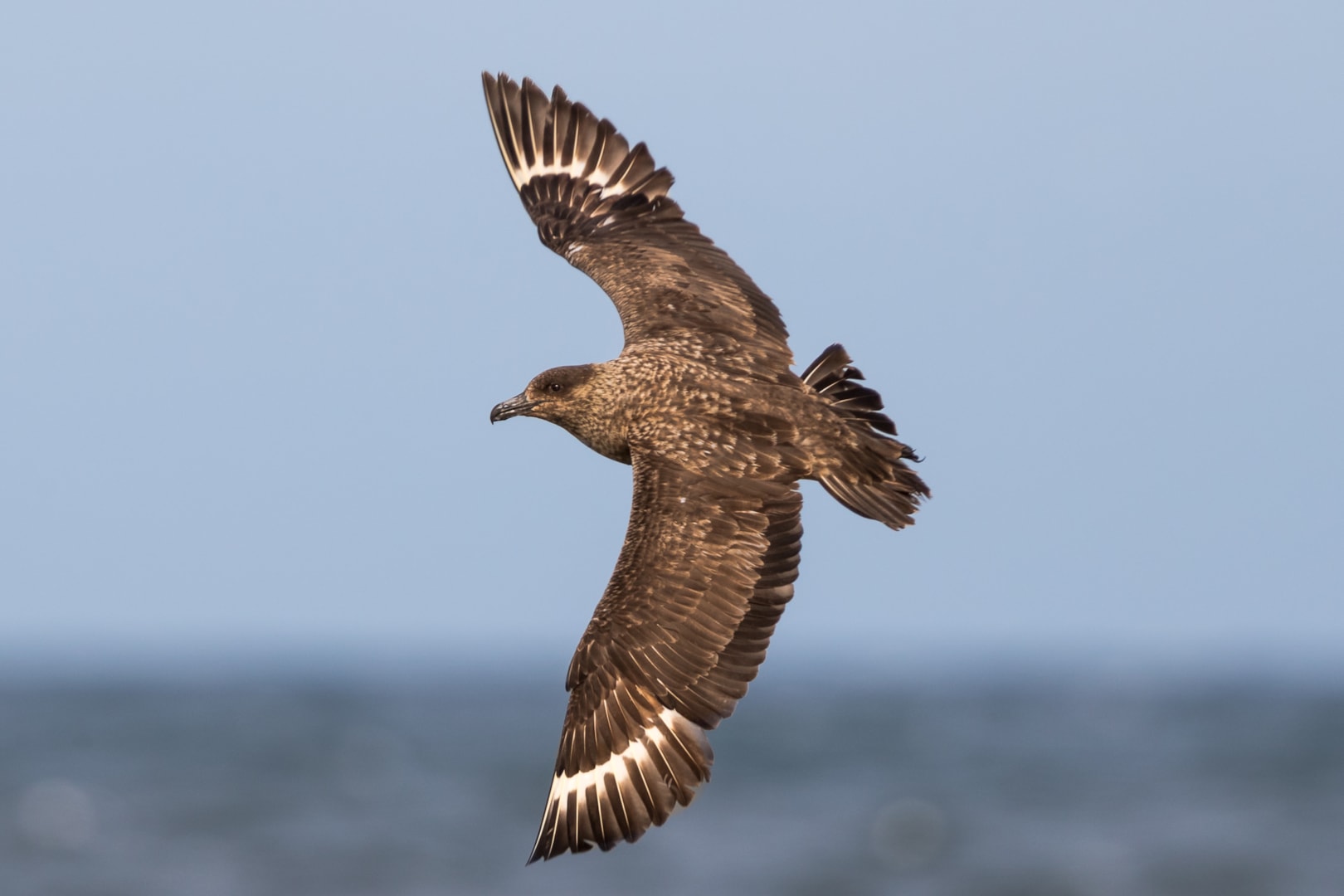 Great Skua by Ian Bollen - BirdGuides