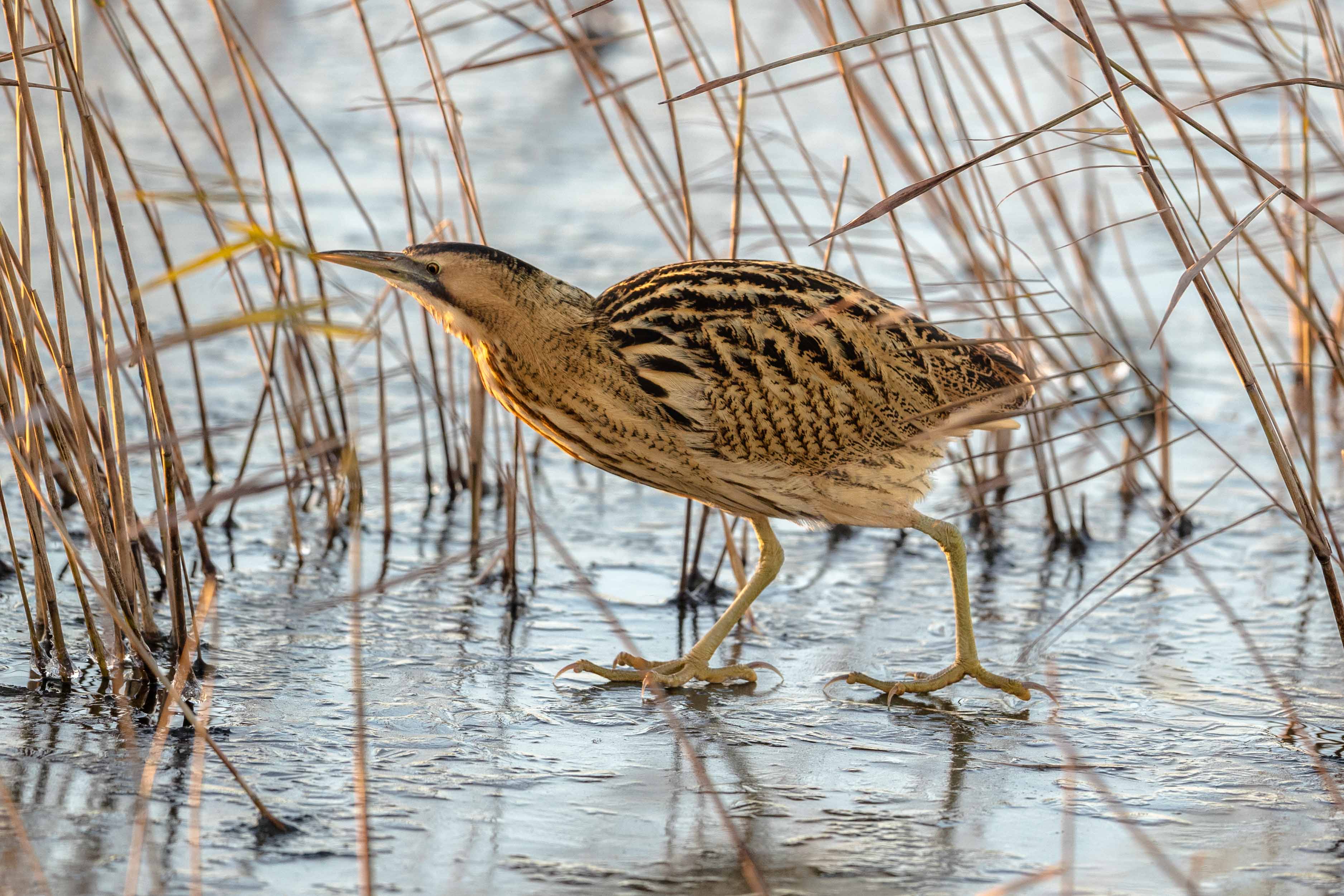 Details : Eurasian Bittern - BirdGuides