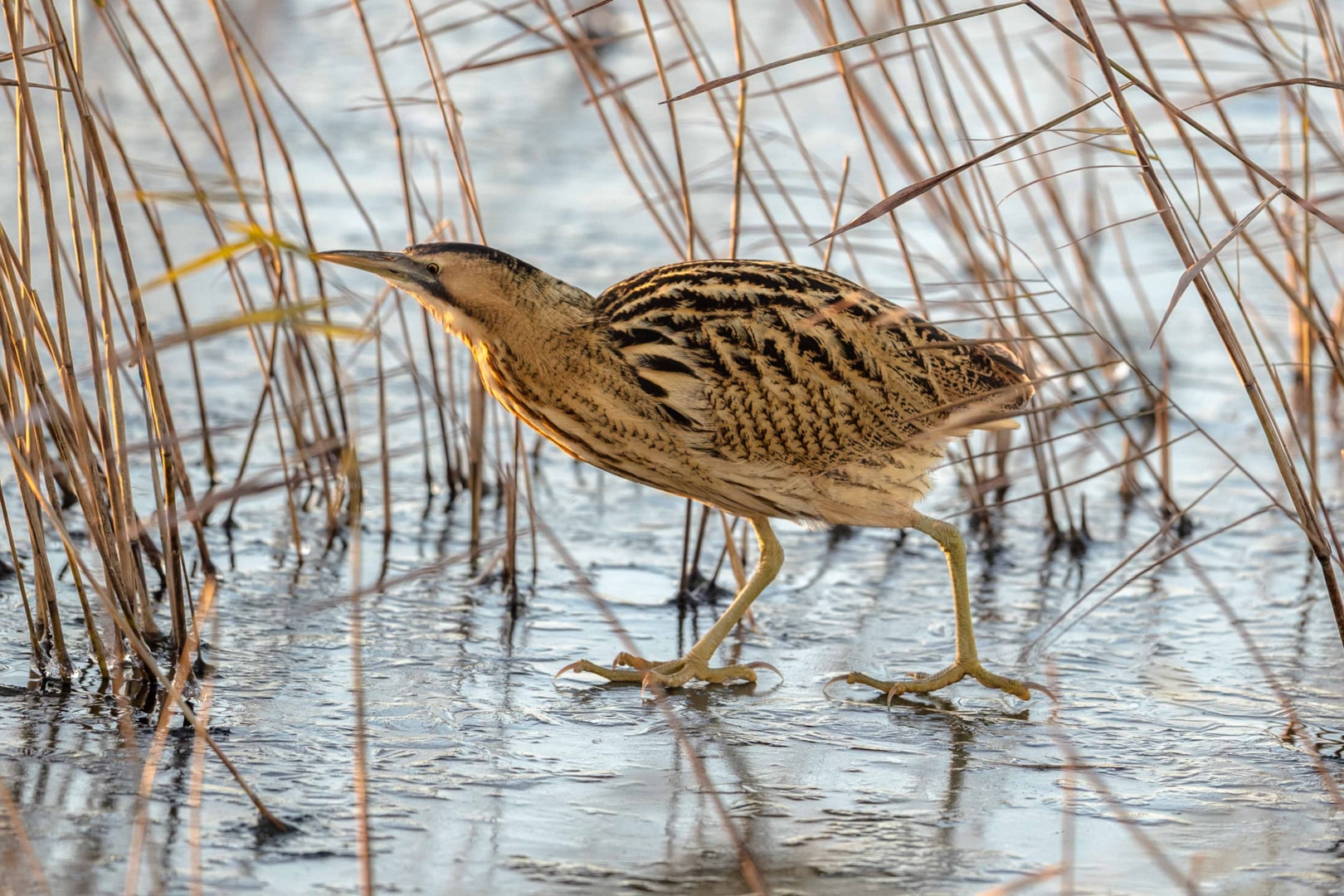 Eurasian Bittern by Ian Bollen - BirdGuides