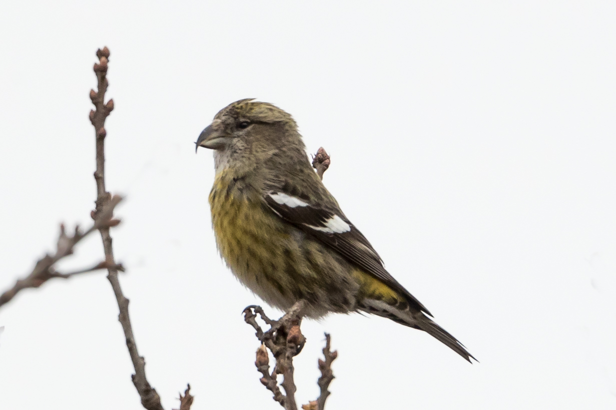 Two-barred Crossbill by Ian Bollen - BirdGuides