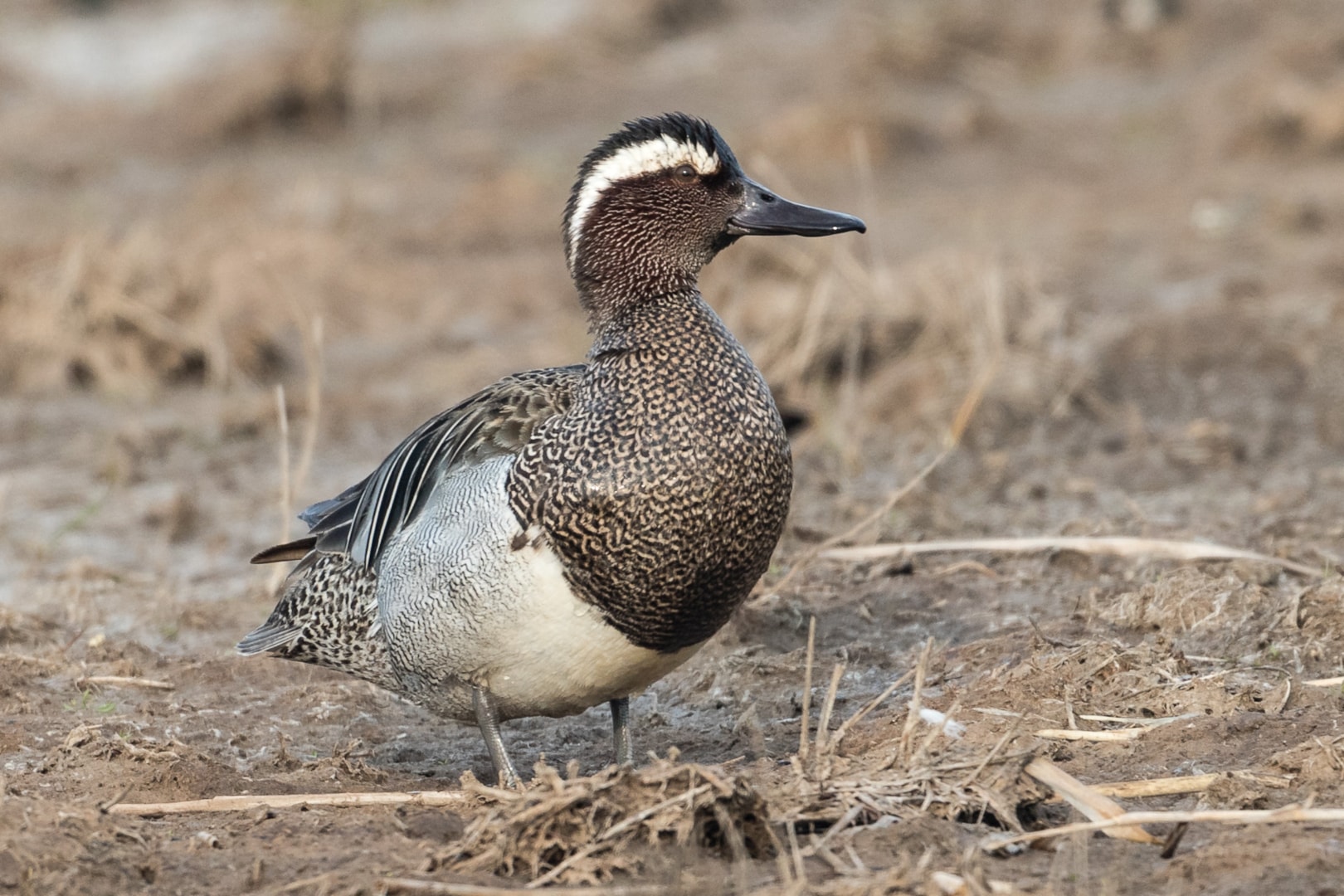 Garganey by Ian Bollen - BirdGuides