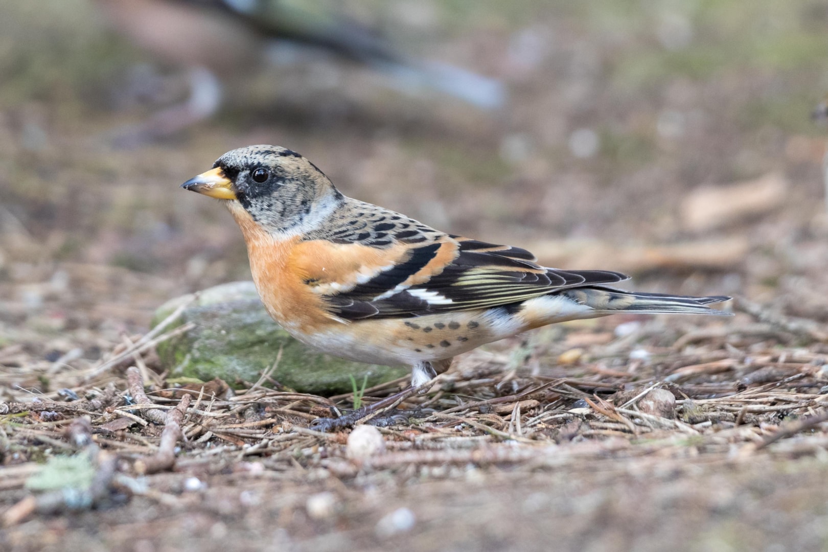 Brambling by Ian Bollen - BirdGuides