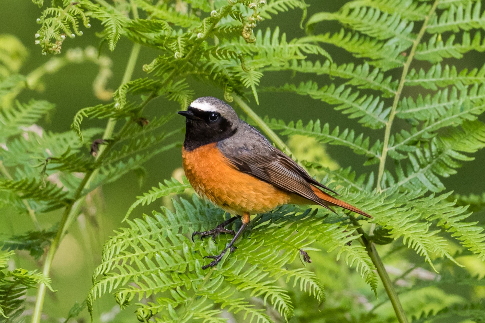 Common Redstart by Ian Bollen - BirdGuides