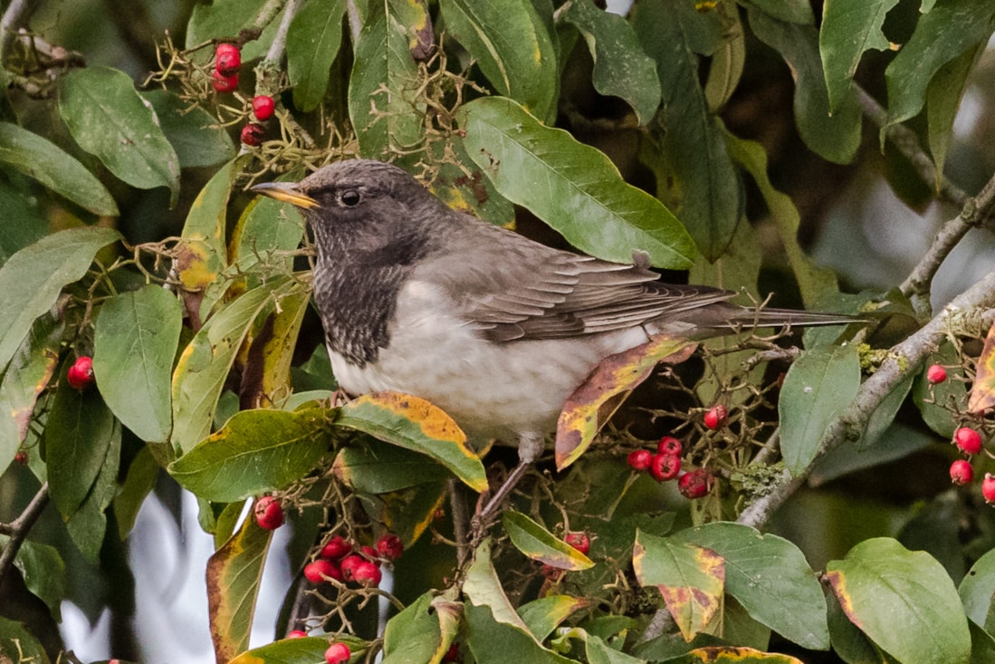 Black-throated Thrush by Ian Bollen - BirdGuides