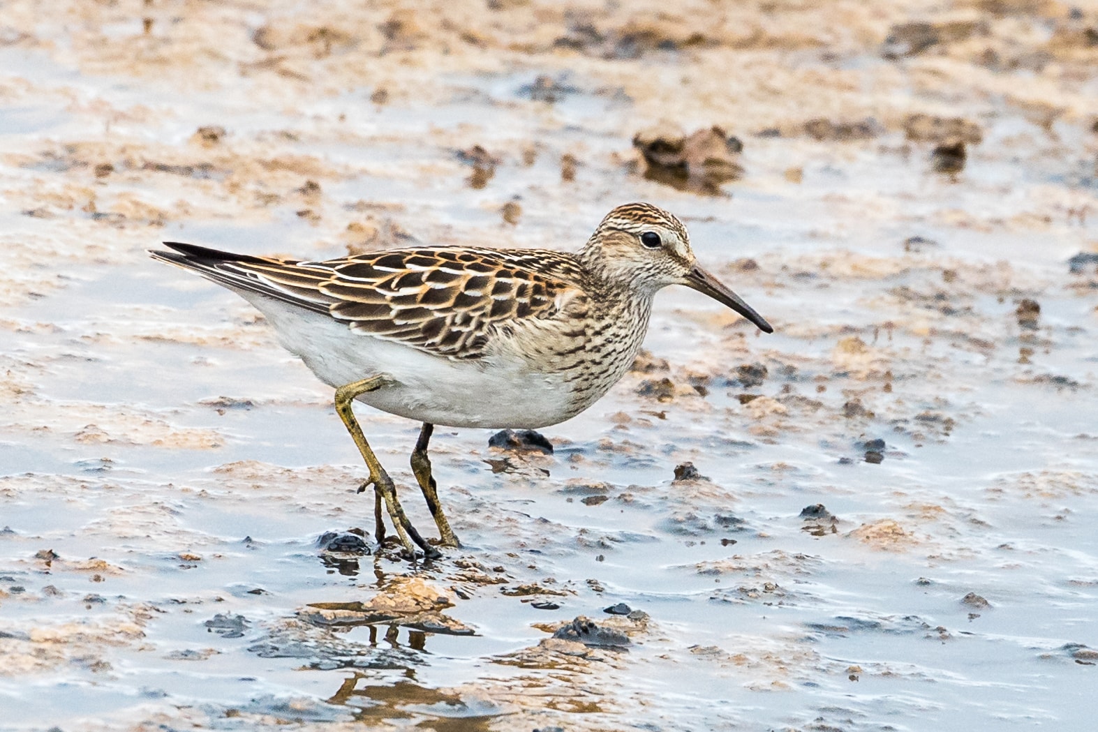 Pectoral Sandpiper by Ian Bollen - BirdGuides