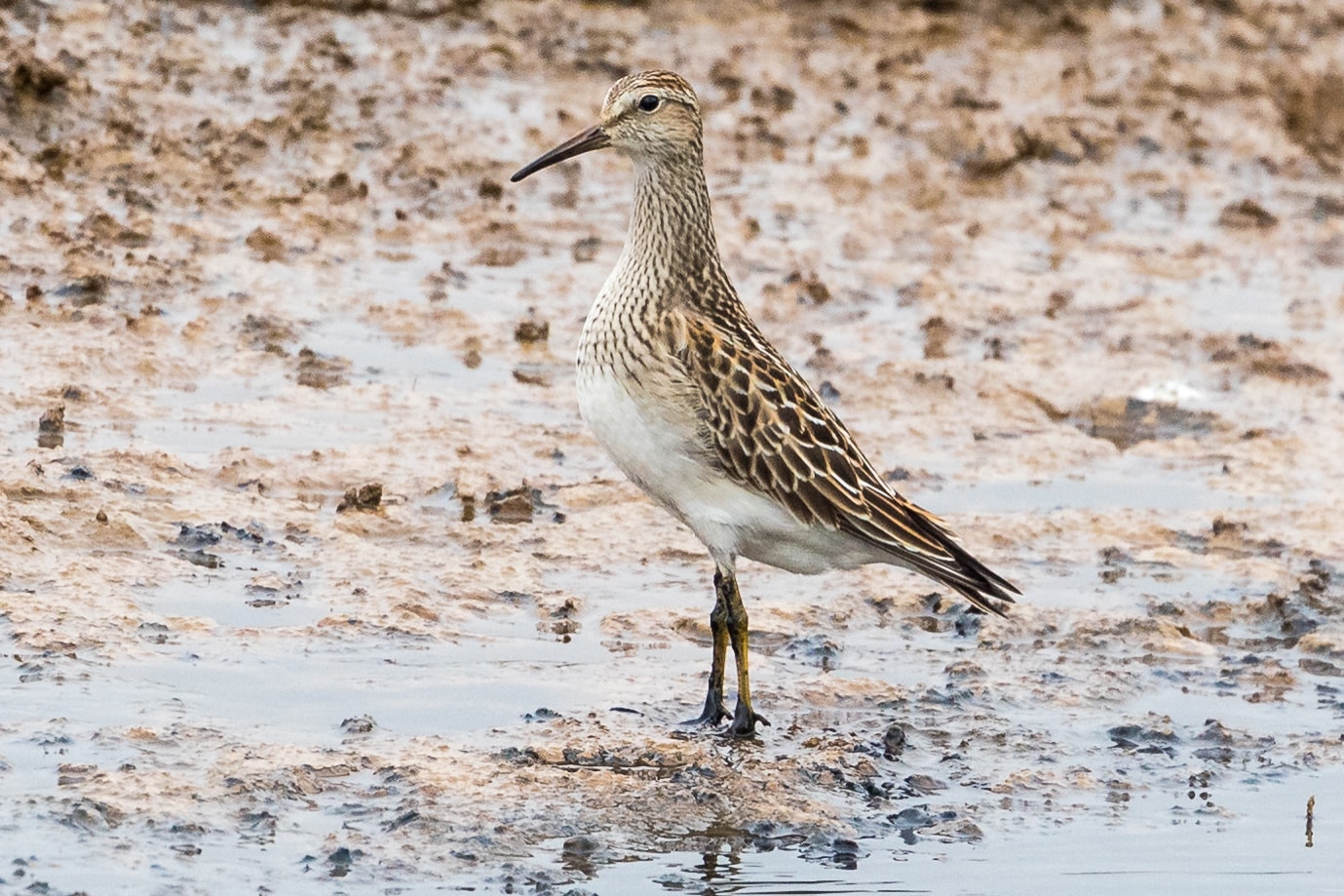 Pectoral Sandpiper by Ian Bollen - BirdGuides