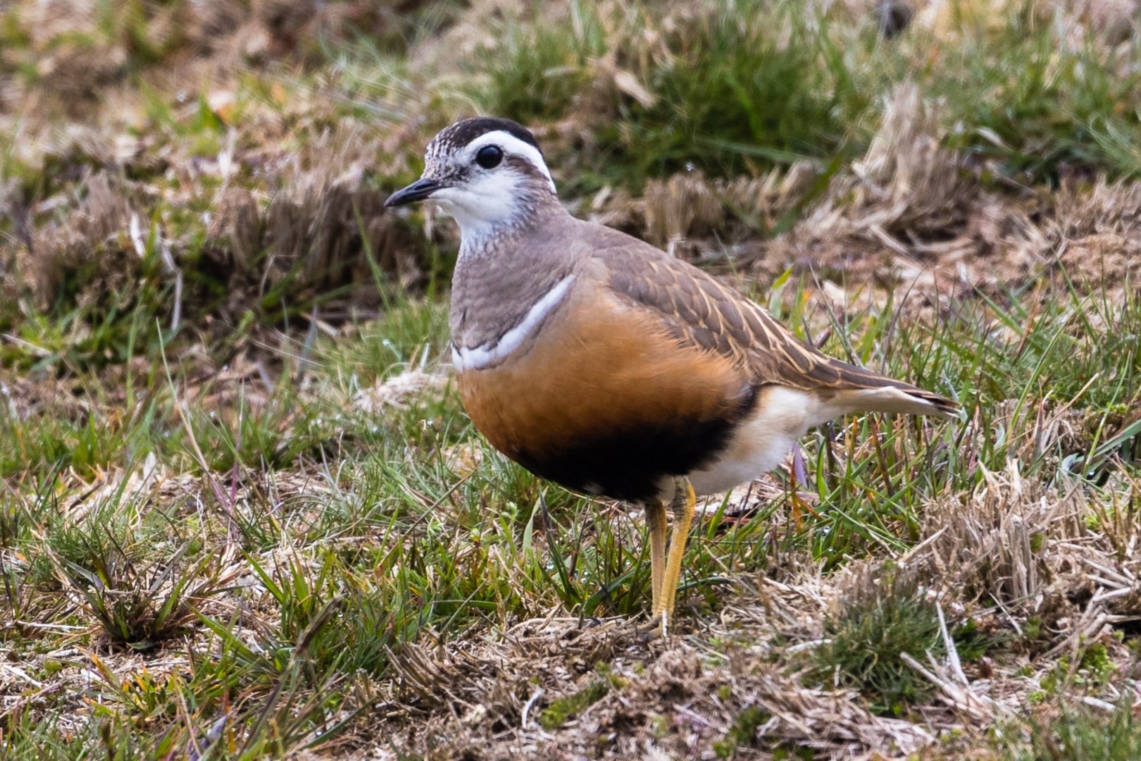 Eurasian Dotterel by Ian Bollen - BirdGuides