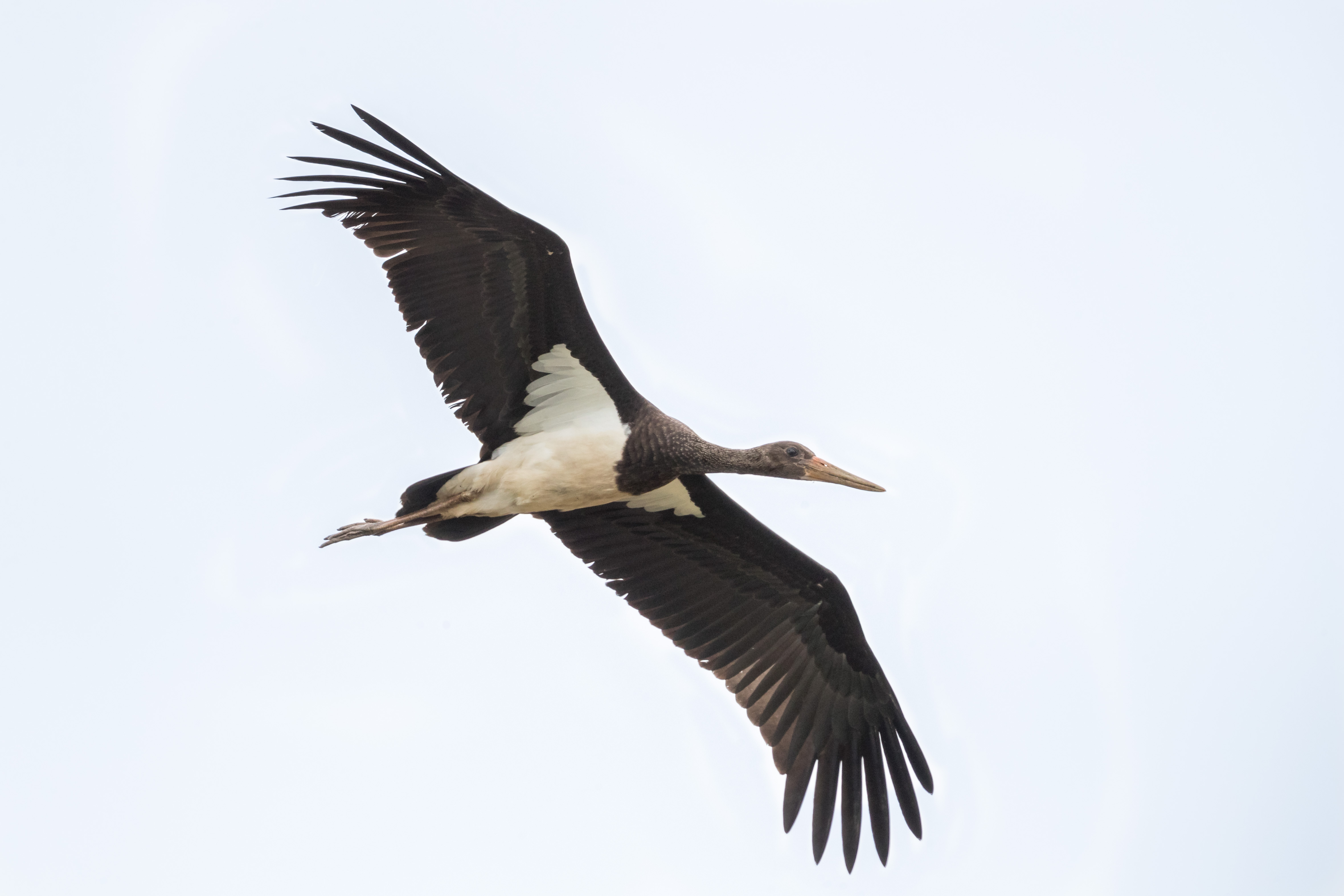 Details : Black Stork - BirdGuides