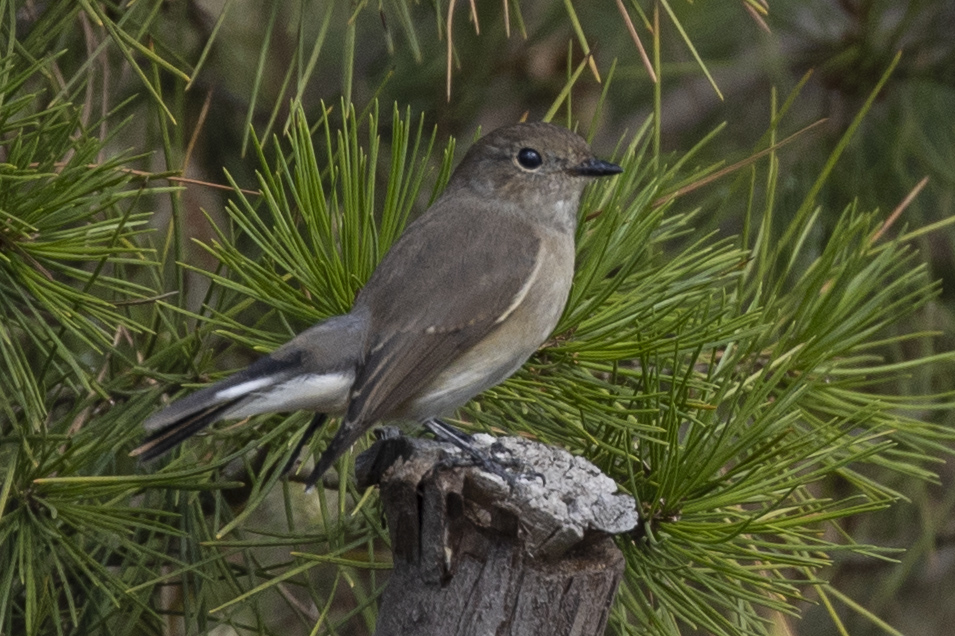 Details : Taiga Flycatcher - BirdGuides