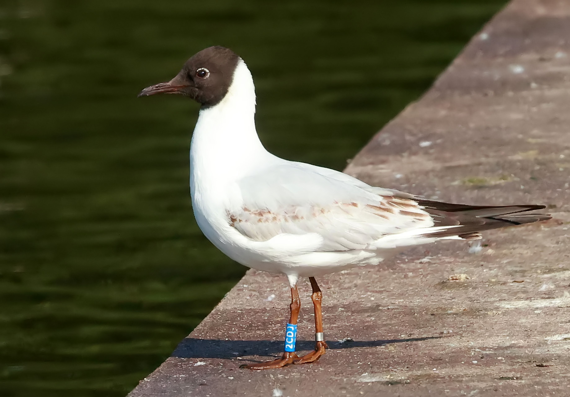 Sutton Park NNR Birdwatching Site - BirdGuides