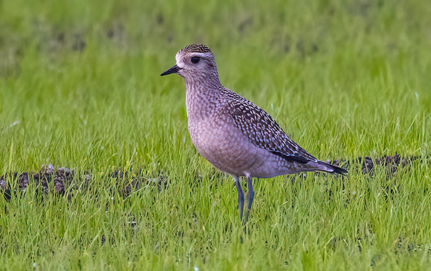 American Golden Plover by Peter Garrity - BirdGuides