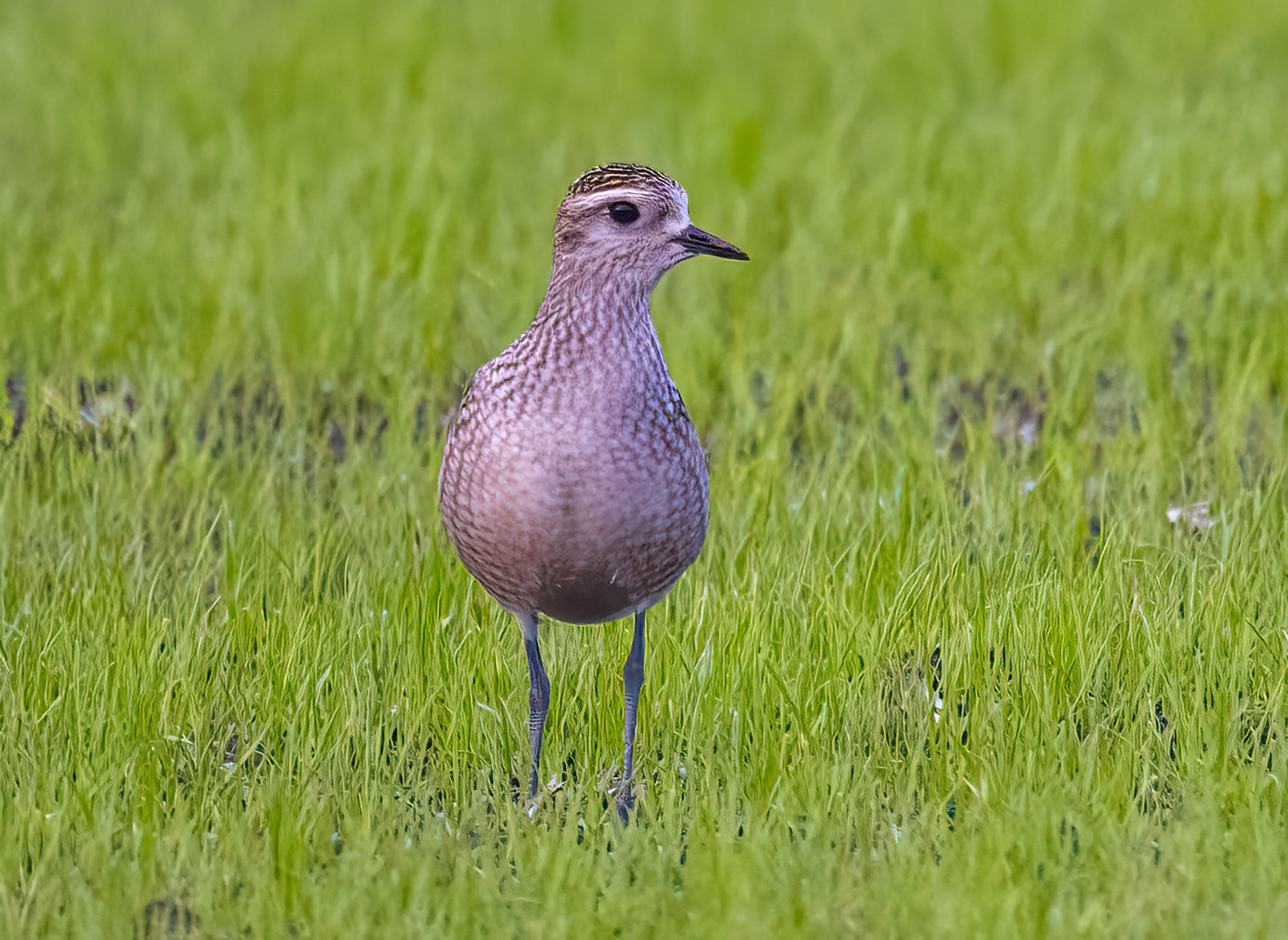 American Golden Plover by Peter Garrity - BirdGuides