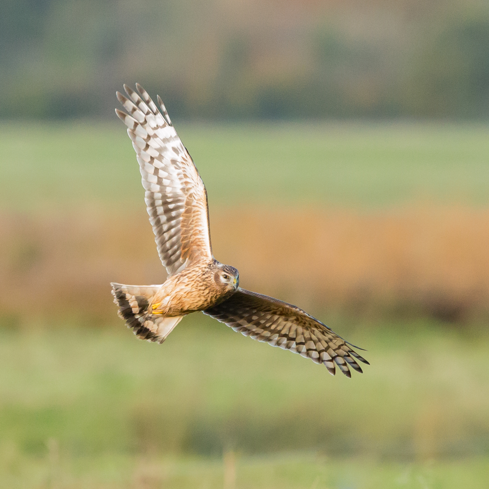All five brood management Hen Harriers are missing - BirdGuides