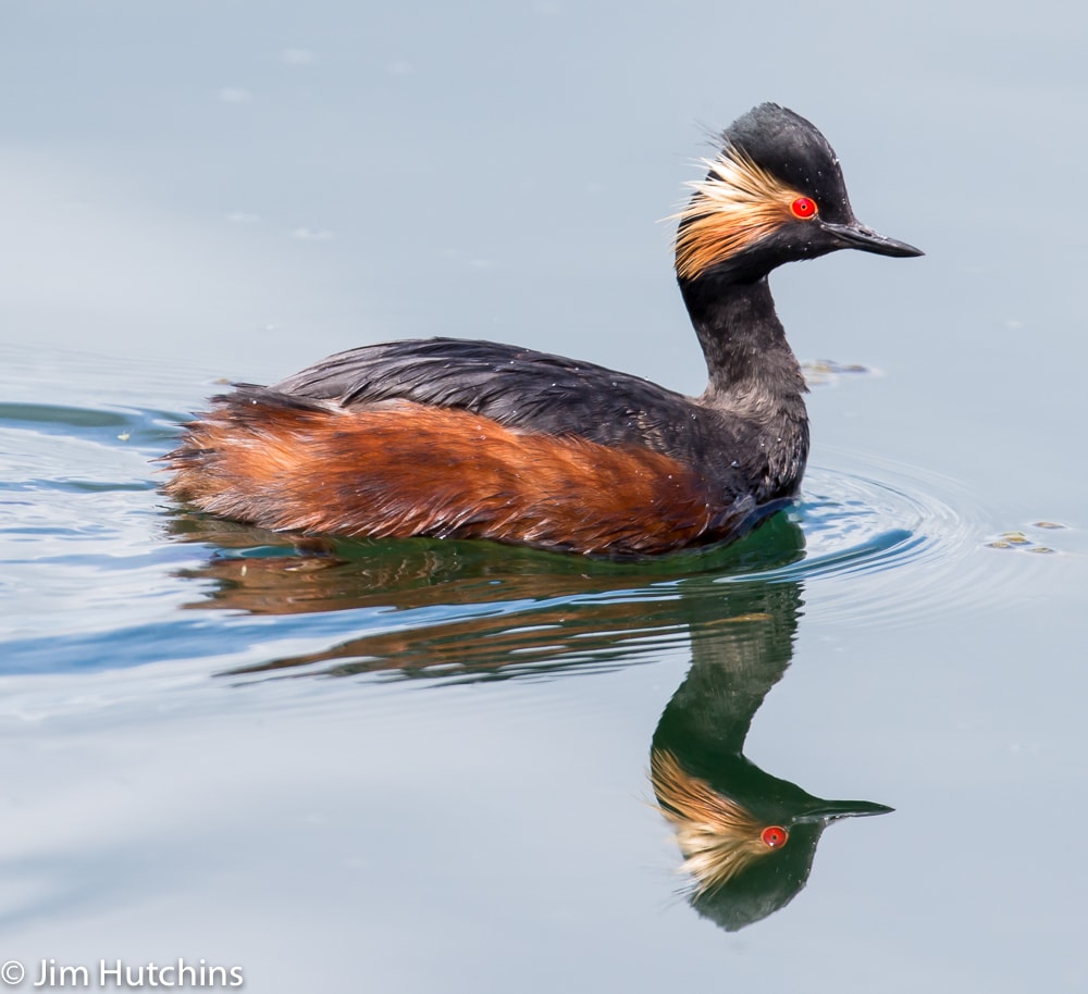 Black-necked Grebe by Jim Hutchins - BirdGuides