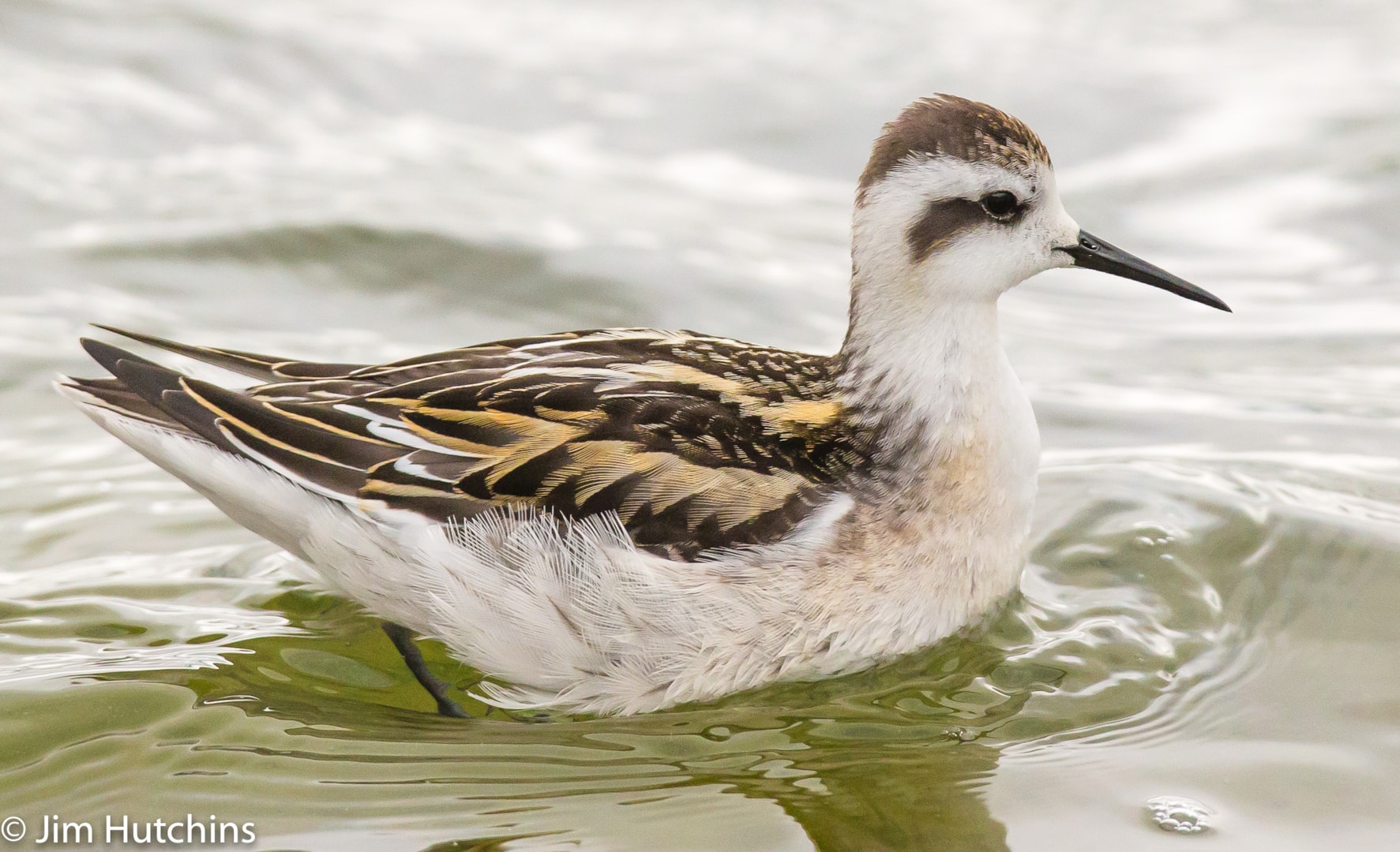 Red-necked Phalarope by Jim Hutchins - BirdGuides