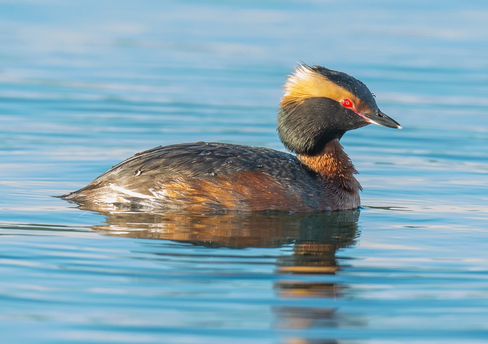 Slavonian Grebe by Jim Hutchins - BirdGuides