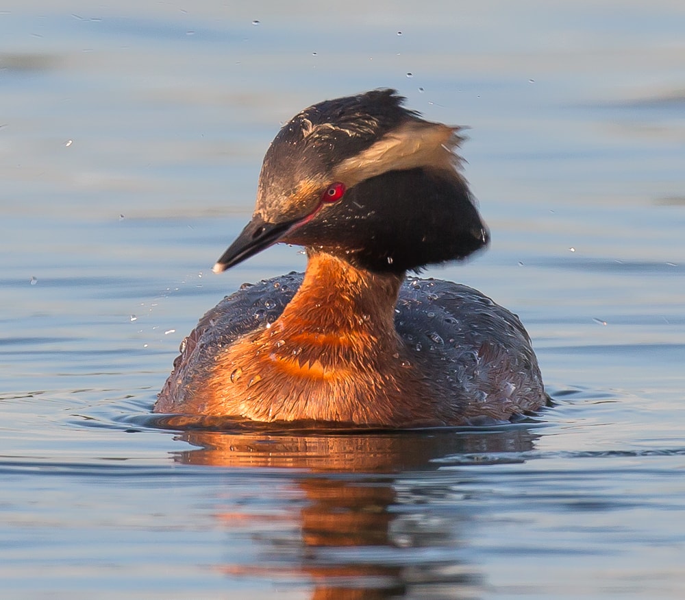 Slavonian Grebe by Jim Hutchins - BirdGuides