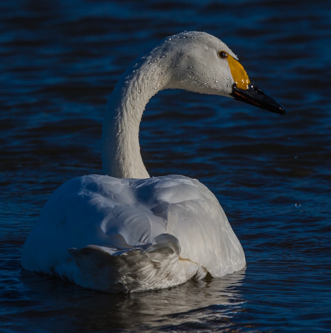 Bewick's Swan by Jim Hutchins - BirdGuides