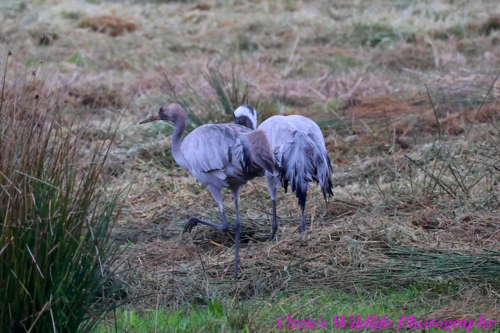 Sighting Report - BirdGuides