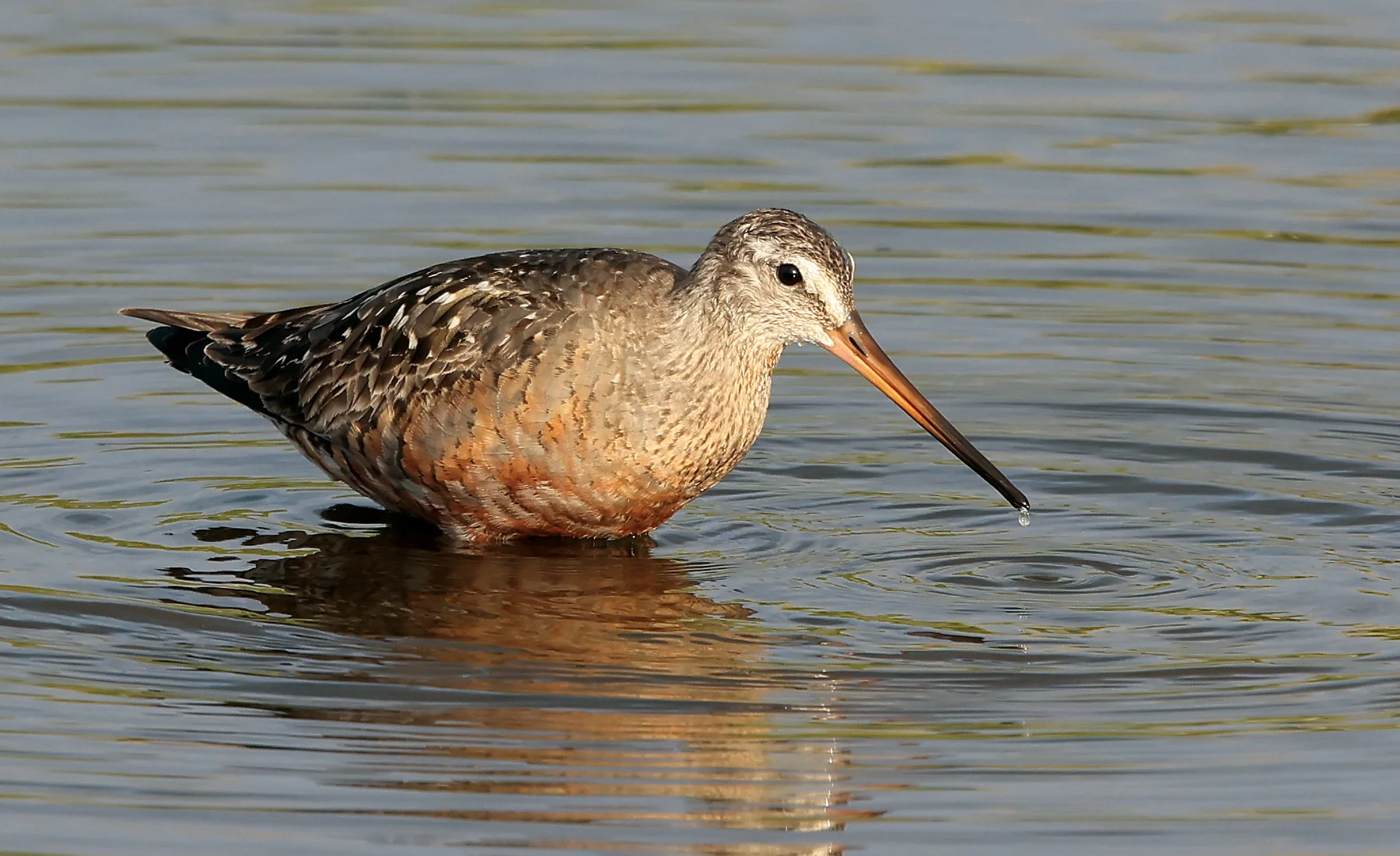 Details : Hudsonian Godwit - BirdGuides