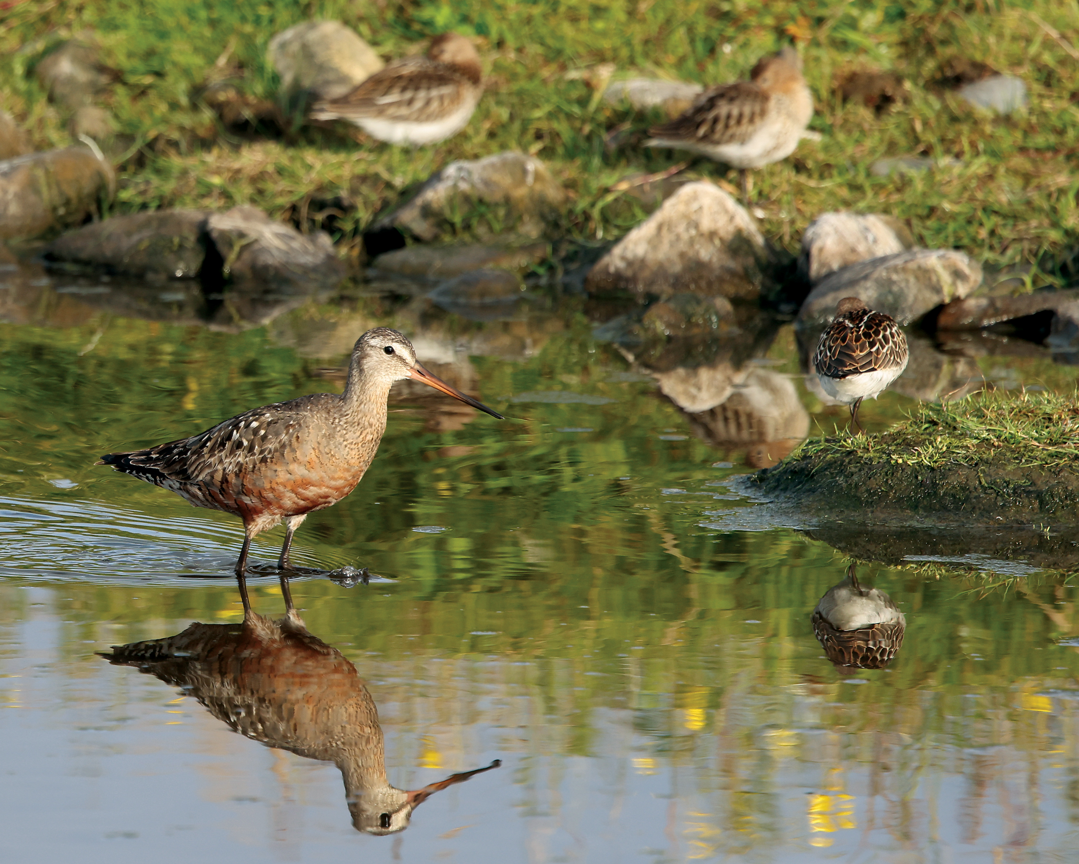 Hudsonian Godwit by Penny Clarke - BirdGuides