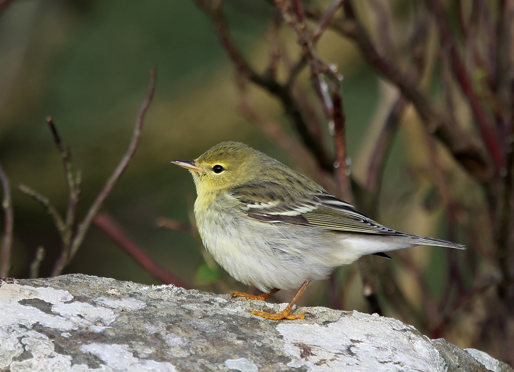 Blackpoll Warbler by Penny Clarke - BirdGuides