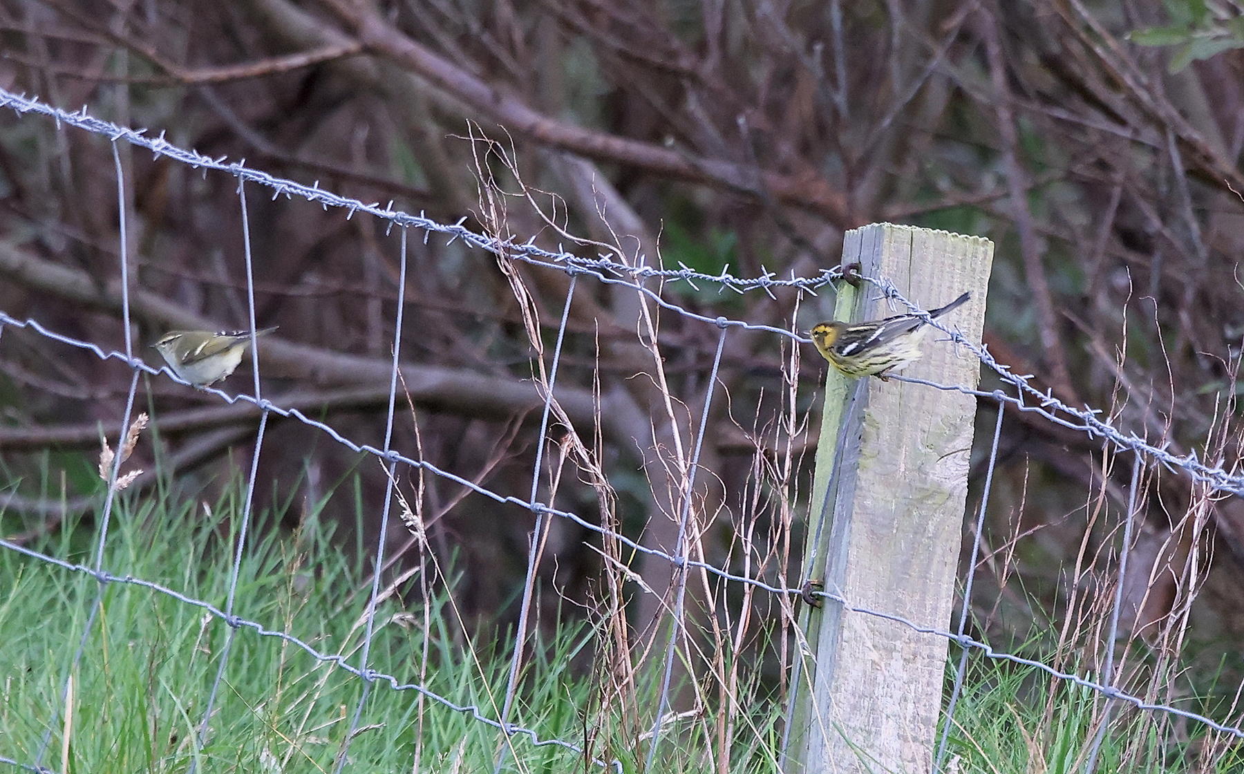 Blackburnian Warbler by Penny Clarke - BirdGuides
