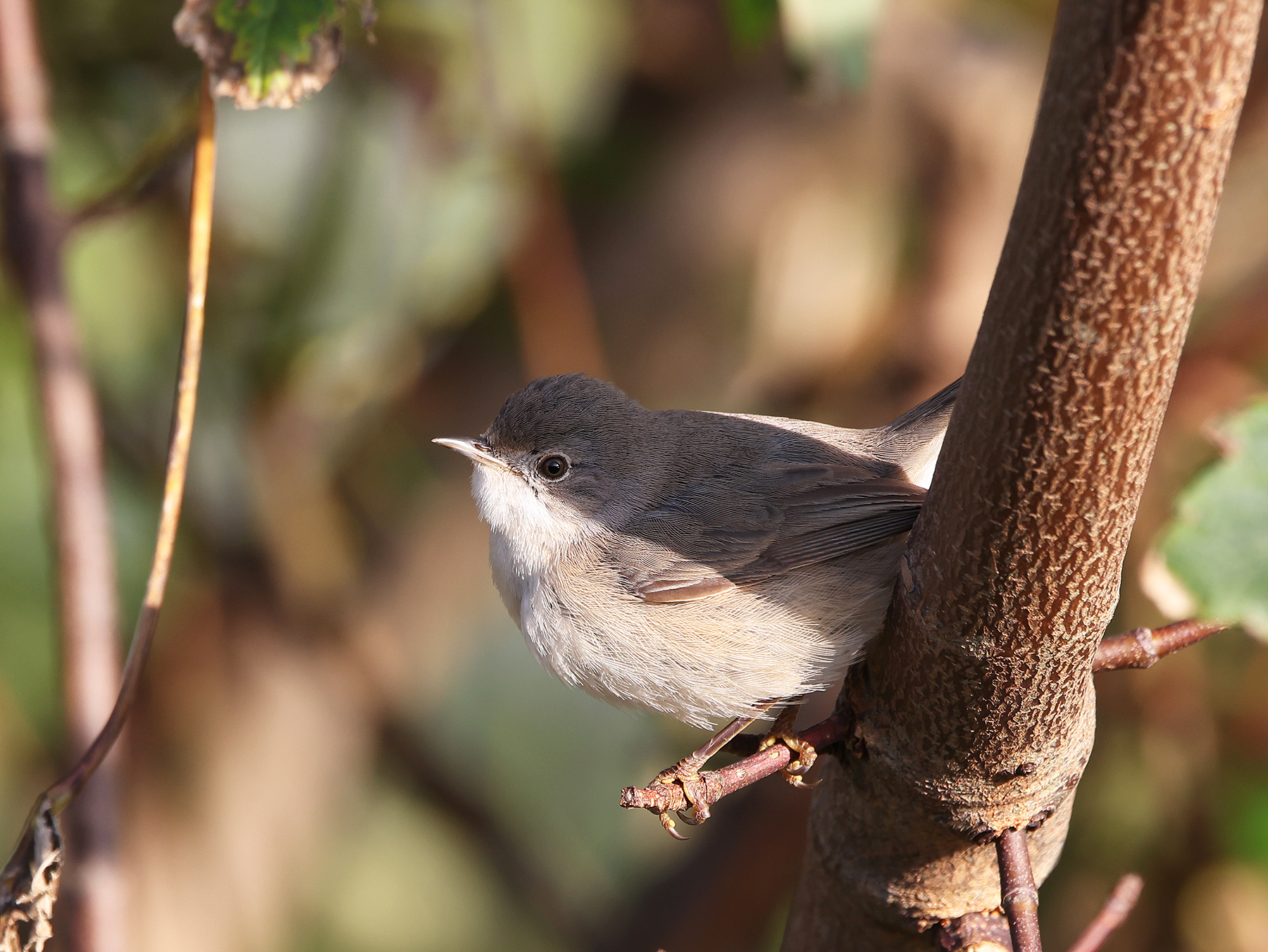 Eastern Subalpine Warbler by Penny Clarke - BirdGuides