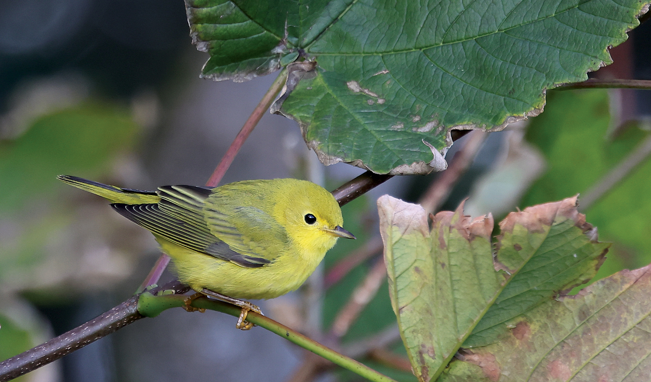 American Yellow Warbler by Penny Clarke - BirdGuides