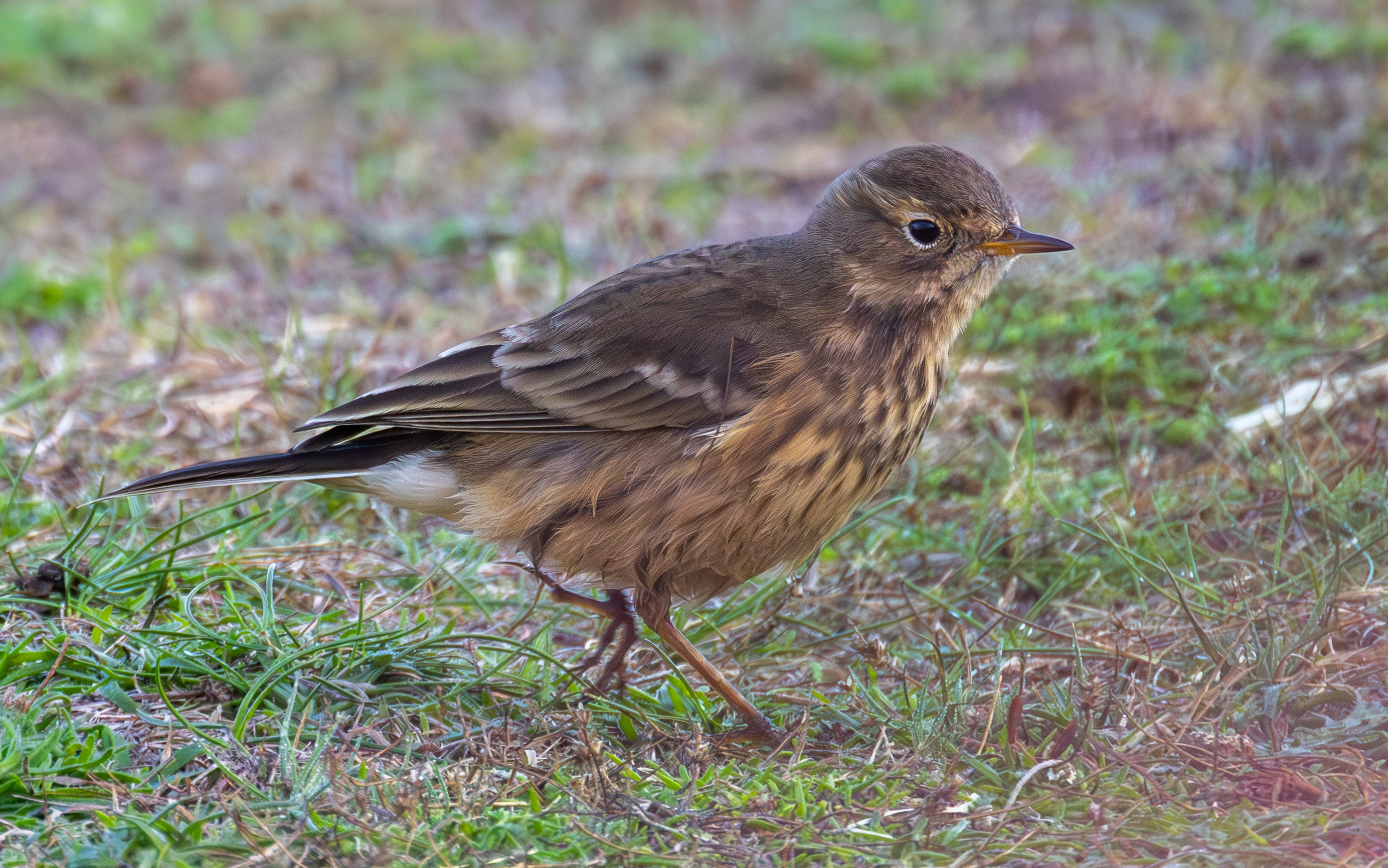 American Pipit by Peter Garrity - BirdGuides