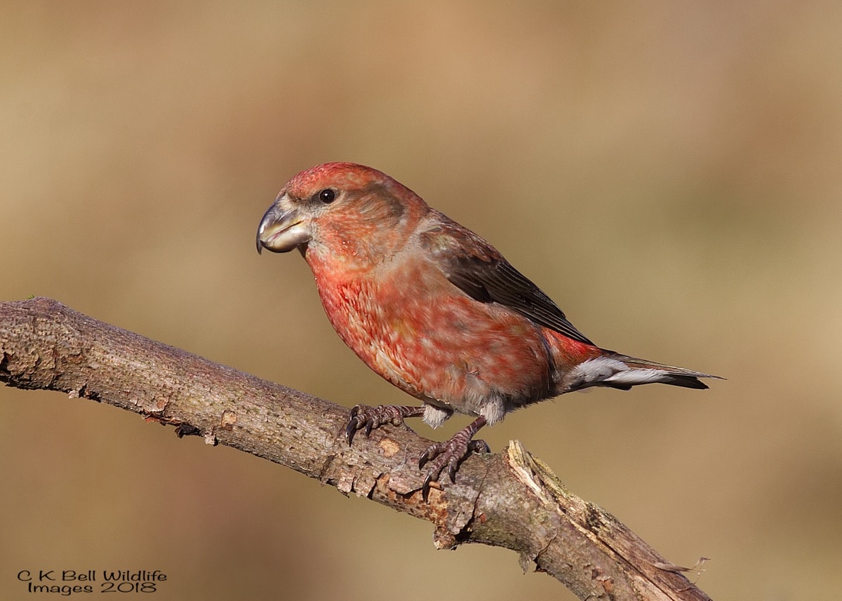 Parrot Crossbill by Craig Bell - BirdGuides