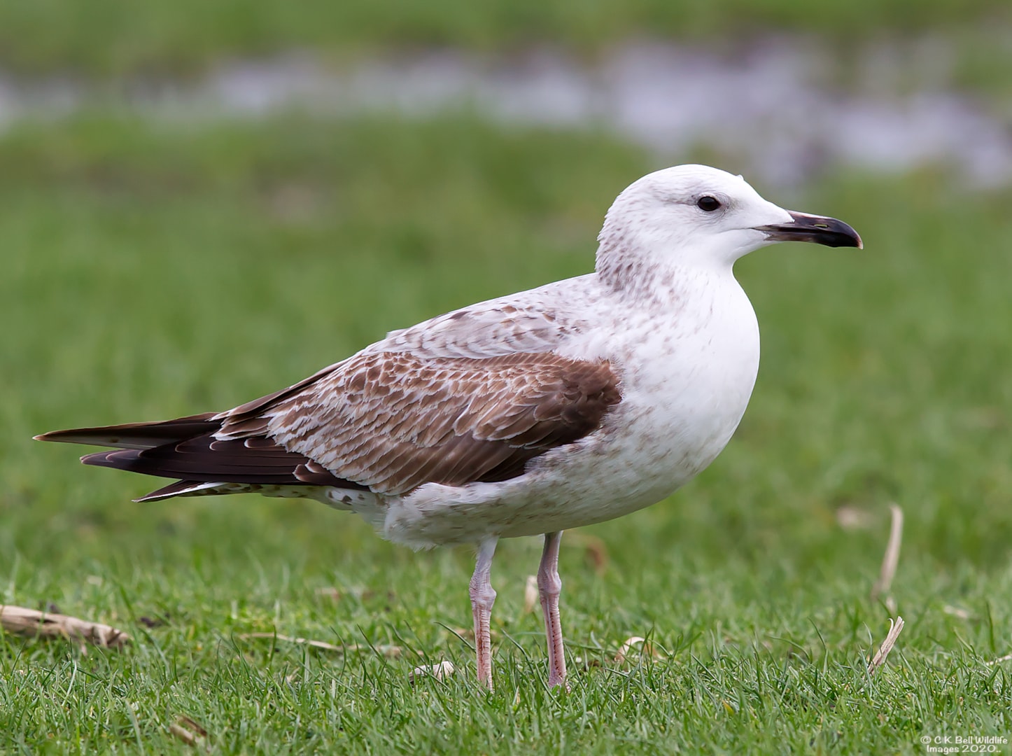 Caspian Gull by Craig Bell - BirdGuides