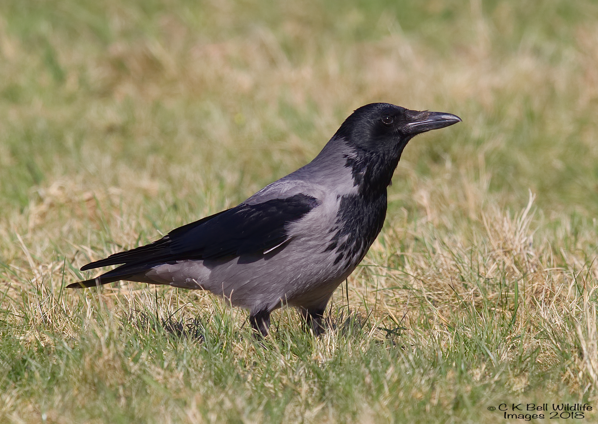 Details : Hooded Crow - BirdGuides
