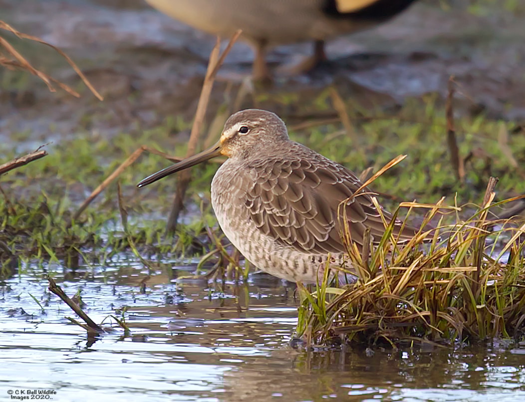 Long-billed Dowitcher by Craig Bell - BirdGuides