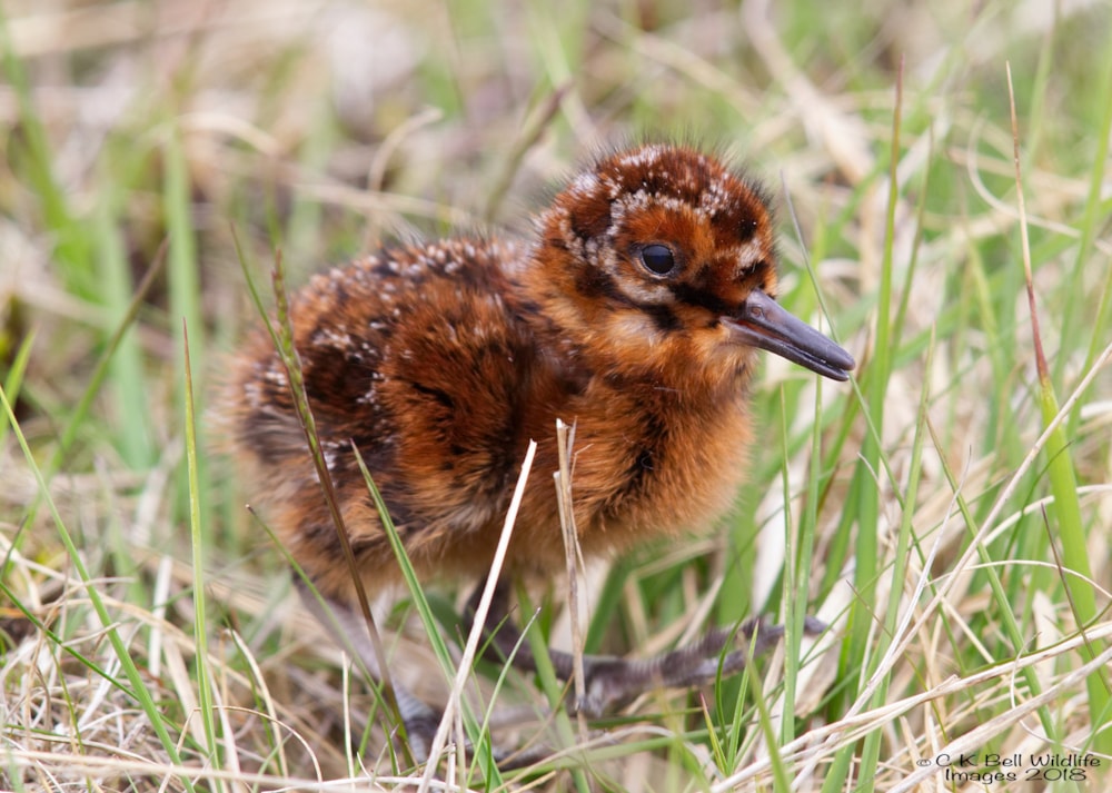 Photo of the Week: 23-29 May - BirdGuides