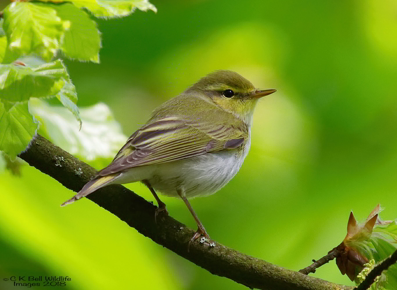 Wood Warbler by Craig Bell - BirdGuides
