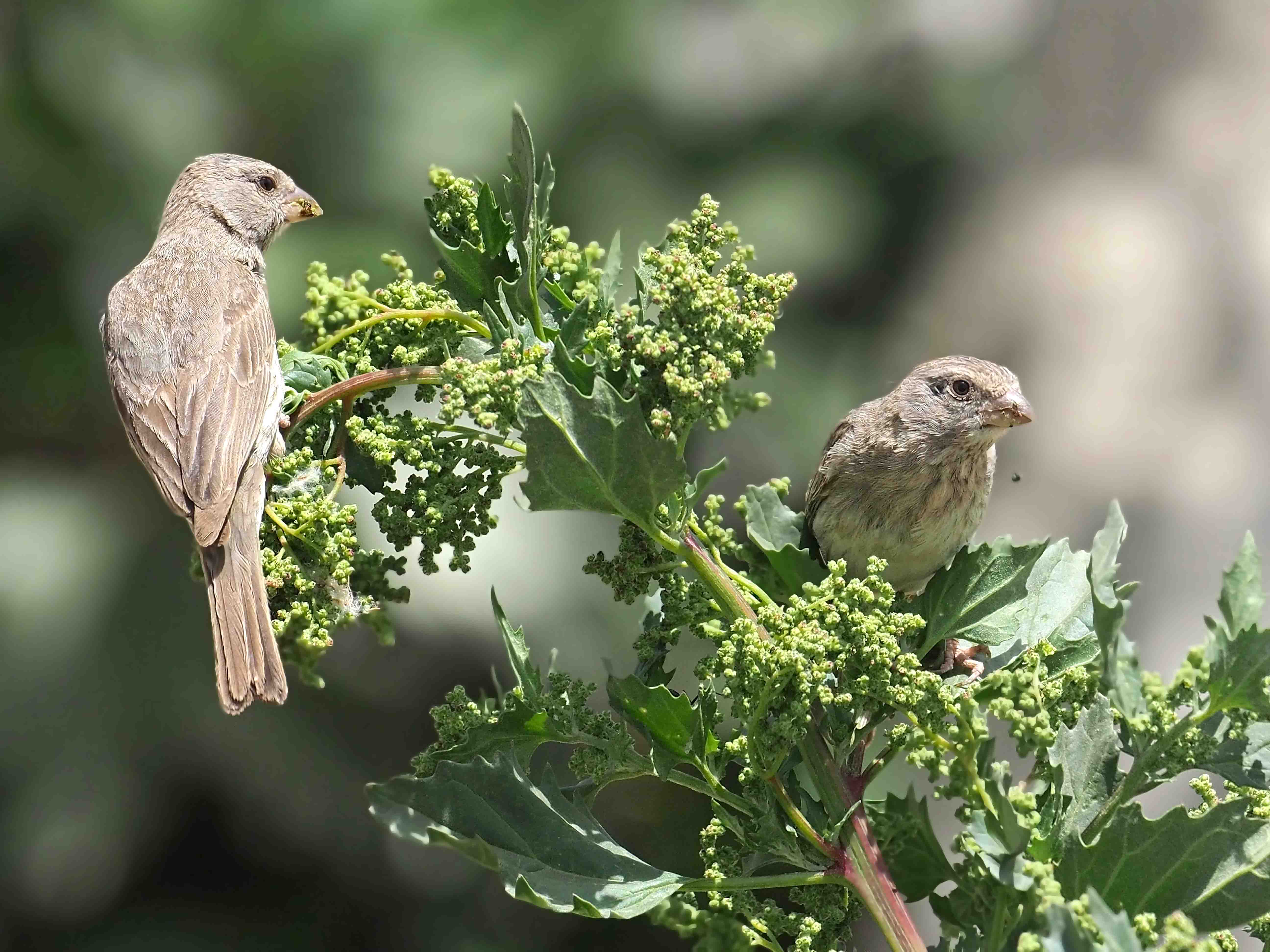 Arabian Serin by Duha Alhashimi - BirdGuides