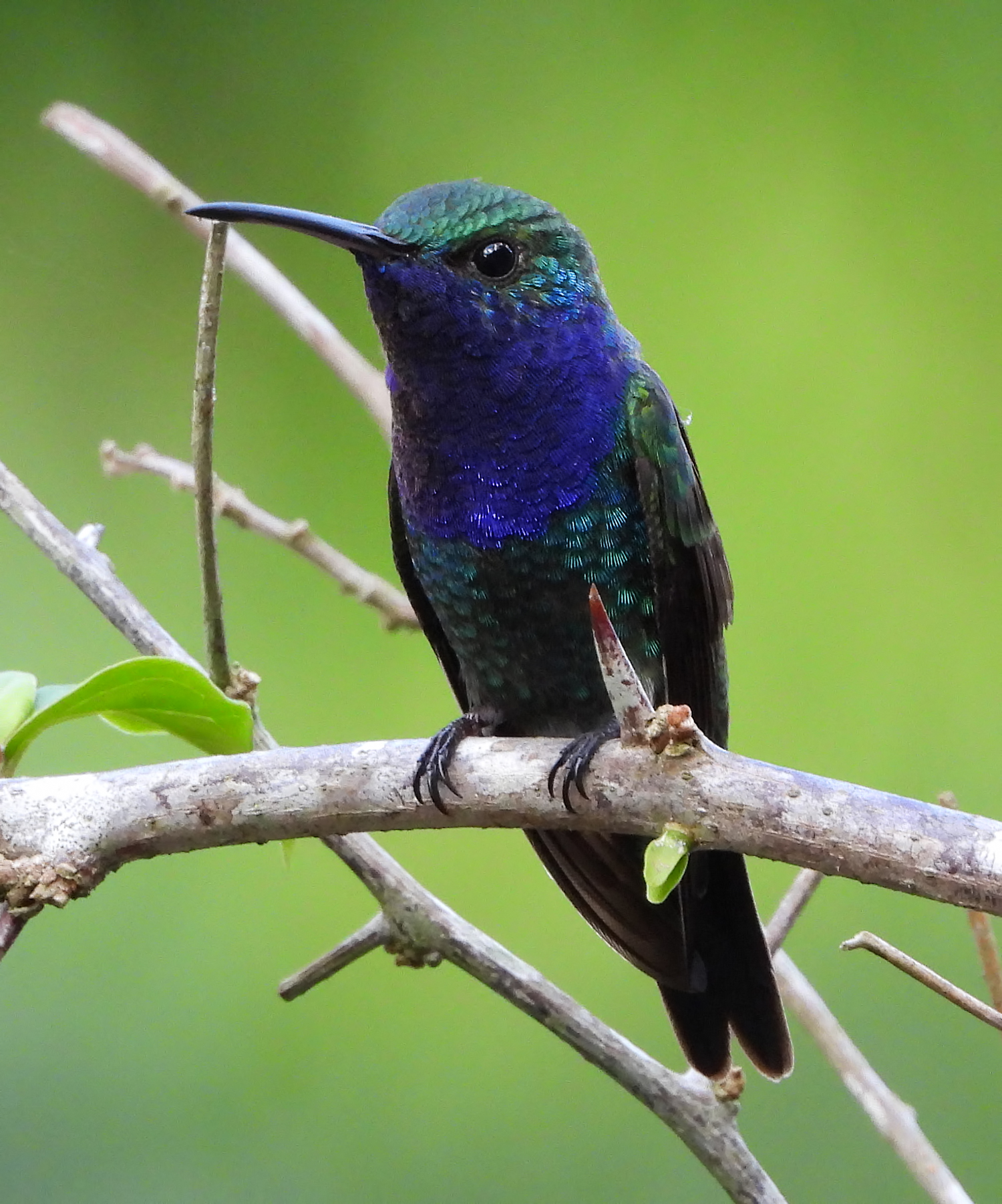 Details : Sapphire-throated Hummingbird - BirdGuides