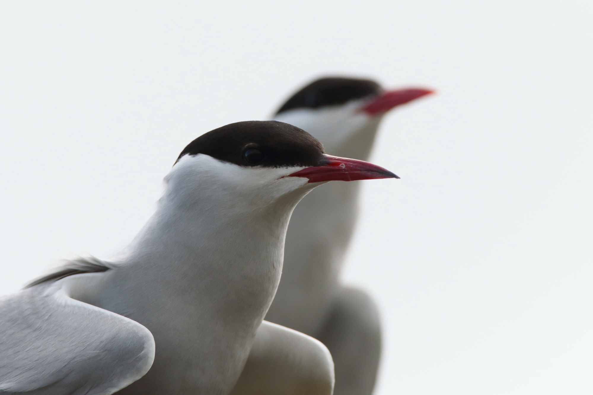 Plans to limit bird flu risk as migrant birds return - BirdGuides