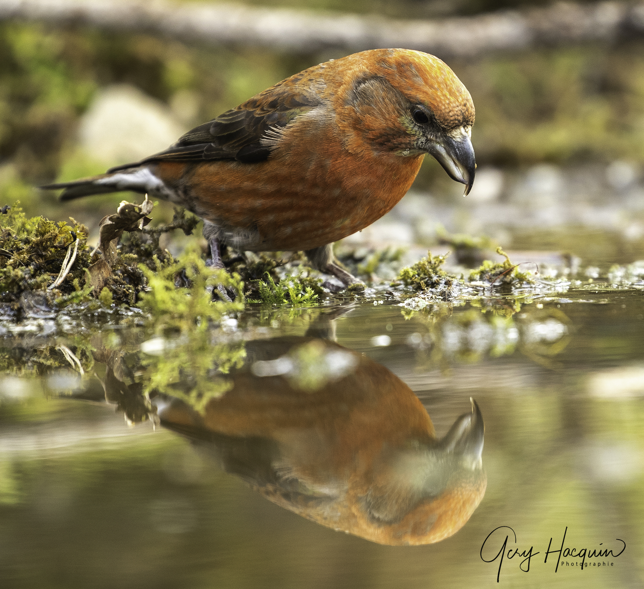 Details : Crossbill - BirdGuides