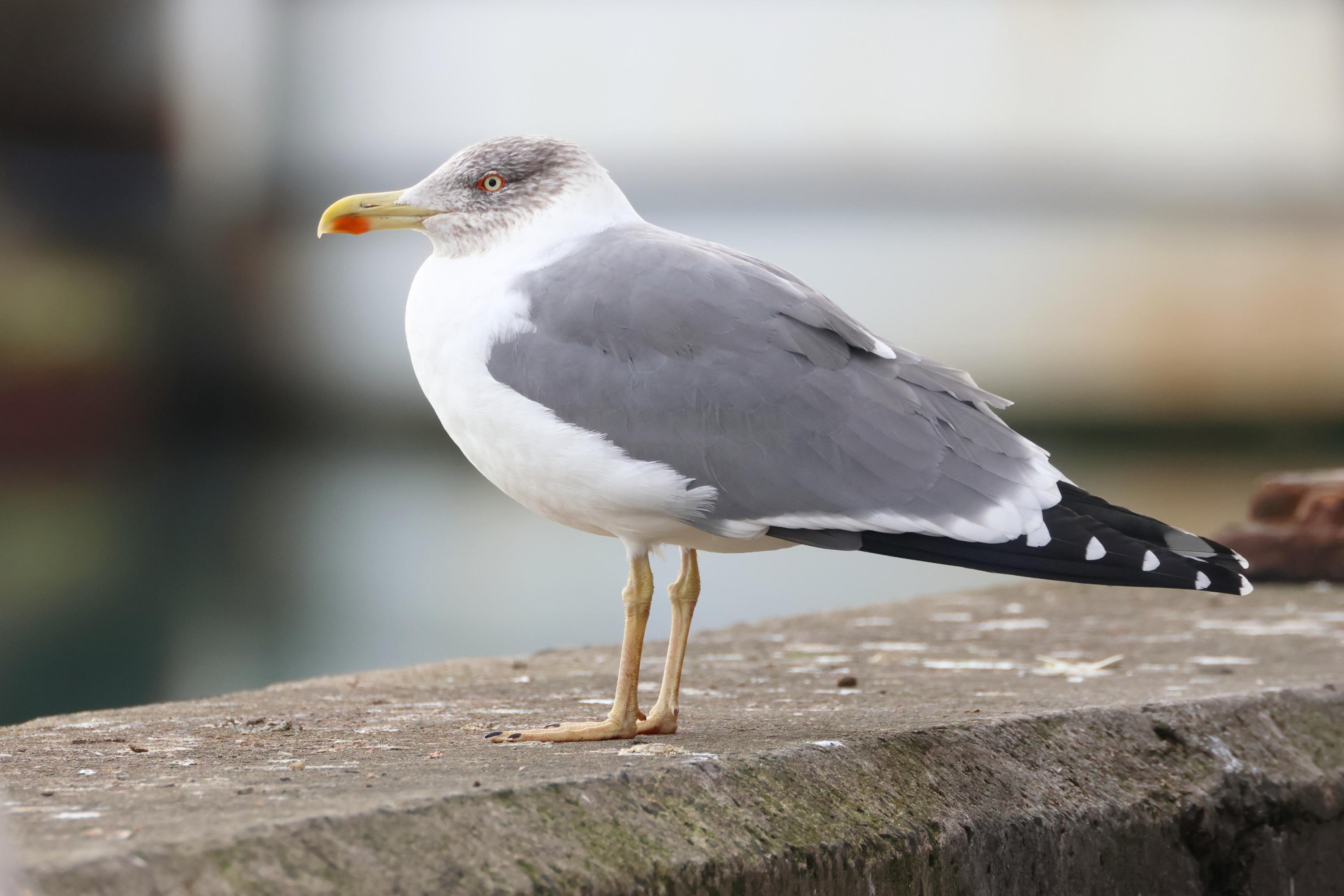 Azores Gull by Andrew Jordan - BirdGuides