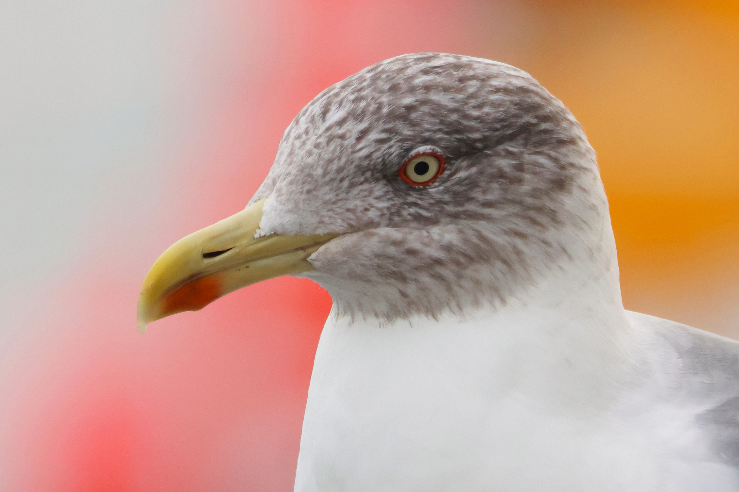 Azores Gull by Andrew Jordan - BirdGuides