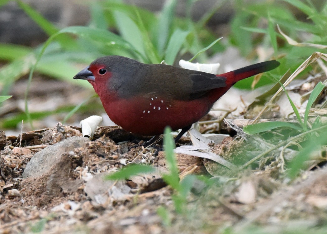 African Firefinch by Tony Hovell - BirdGuides