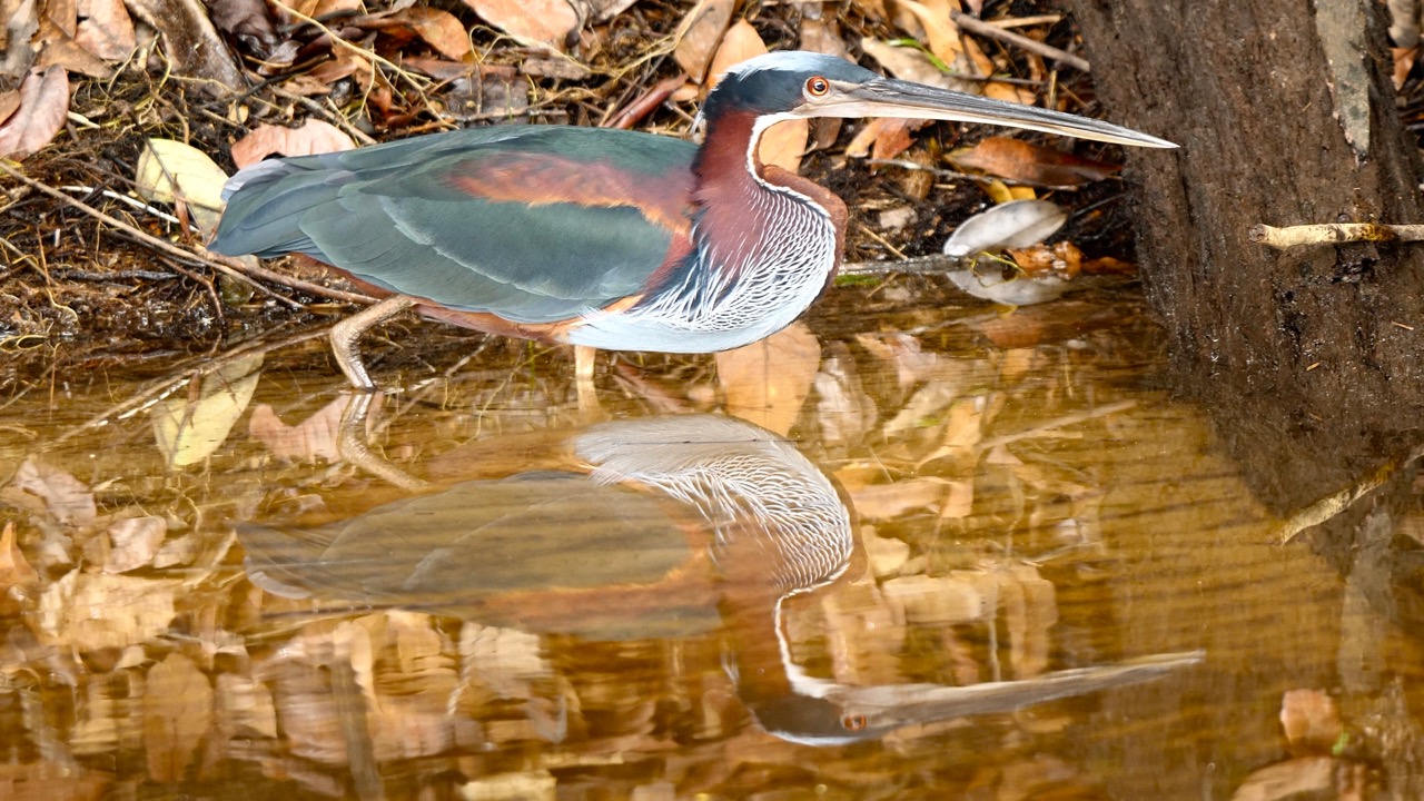 Details : Agami Heron - BirdGuides