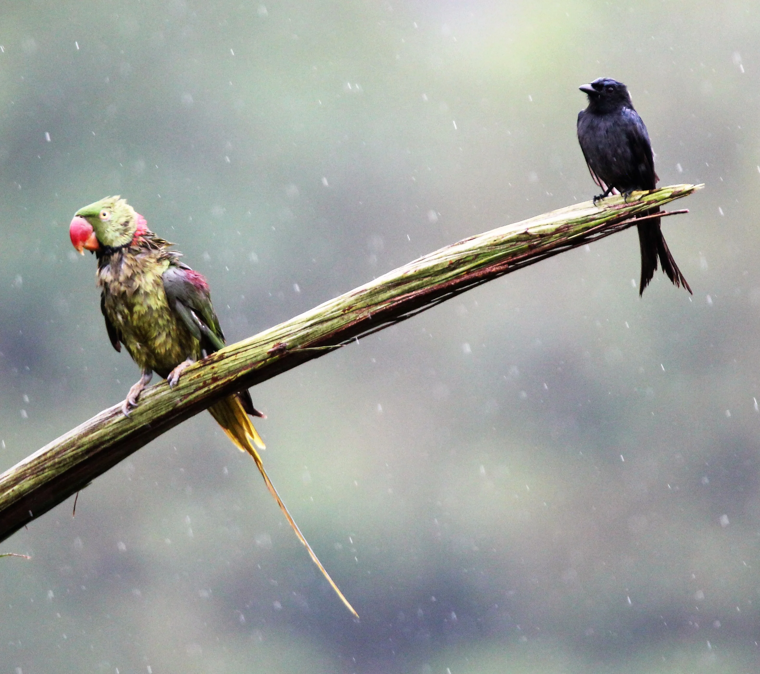 Details : Alexandrine Parakeet - BirdGuides