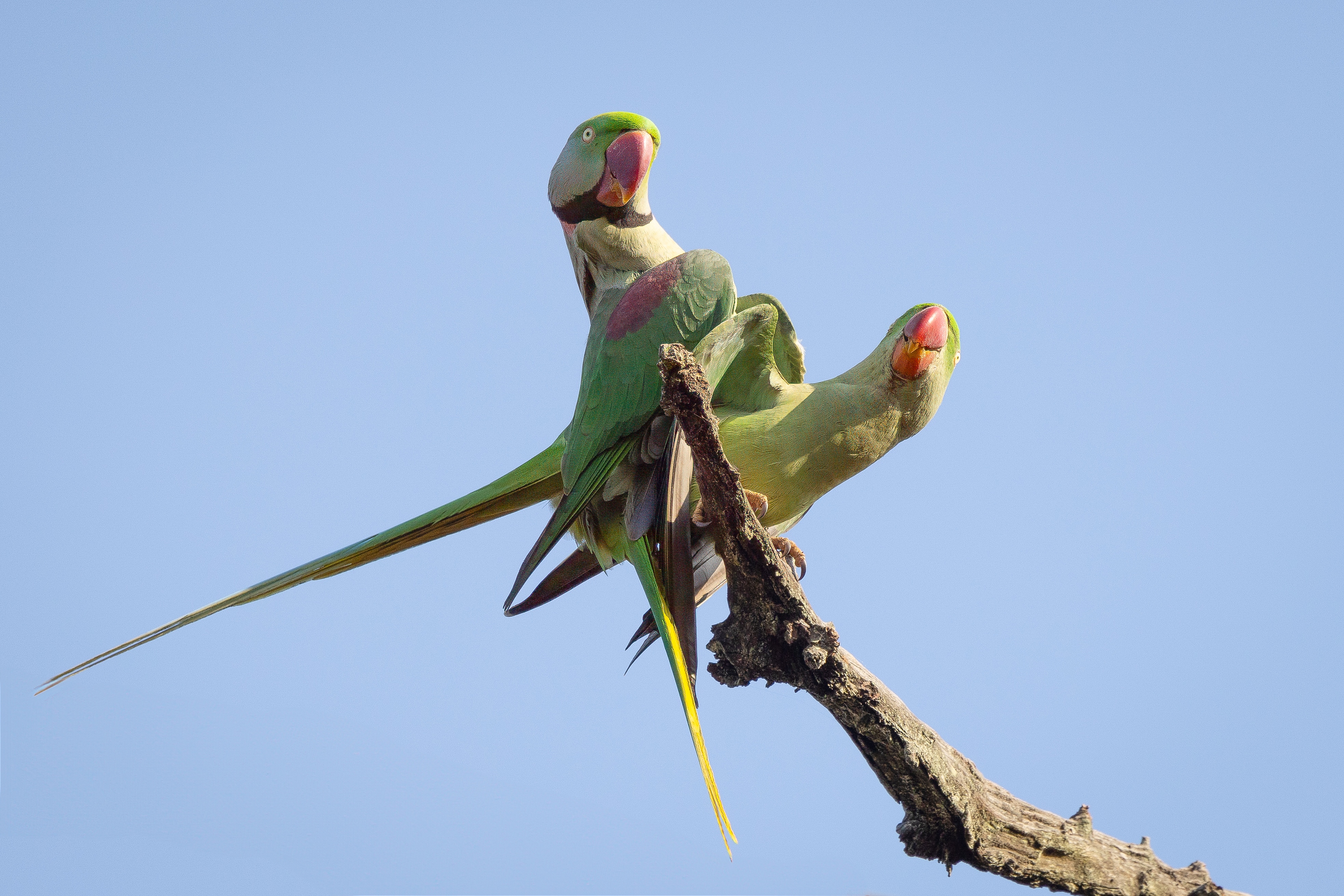 Alexandrine Parakeet by David Naylor - BirdGuides