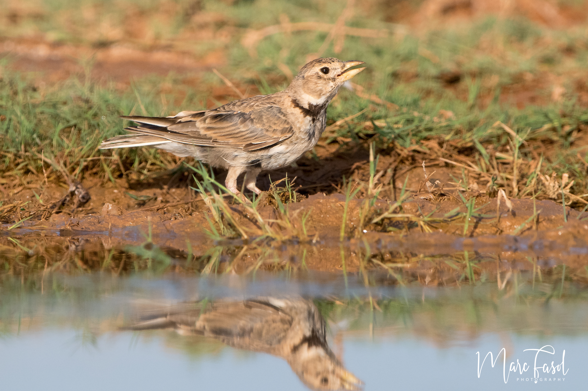 Details : Calandra Lark - BirdGuides