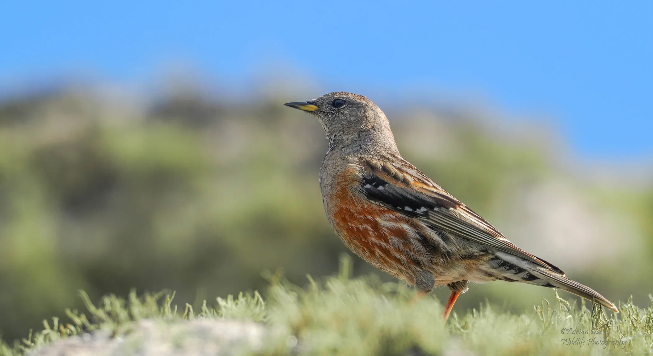 Details : Alpine Accentor - BirdGuides