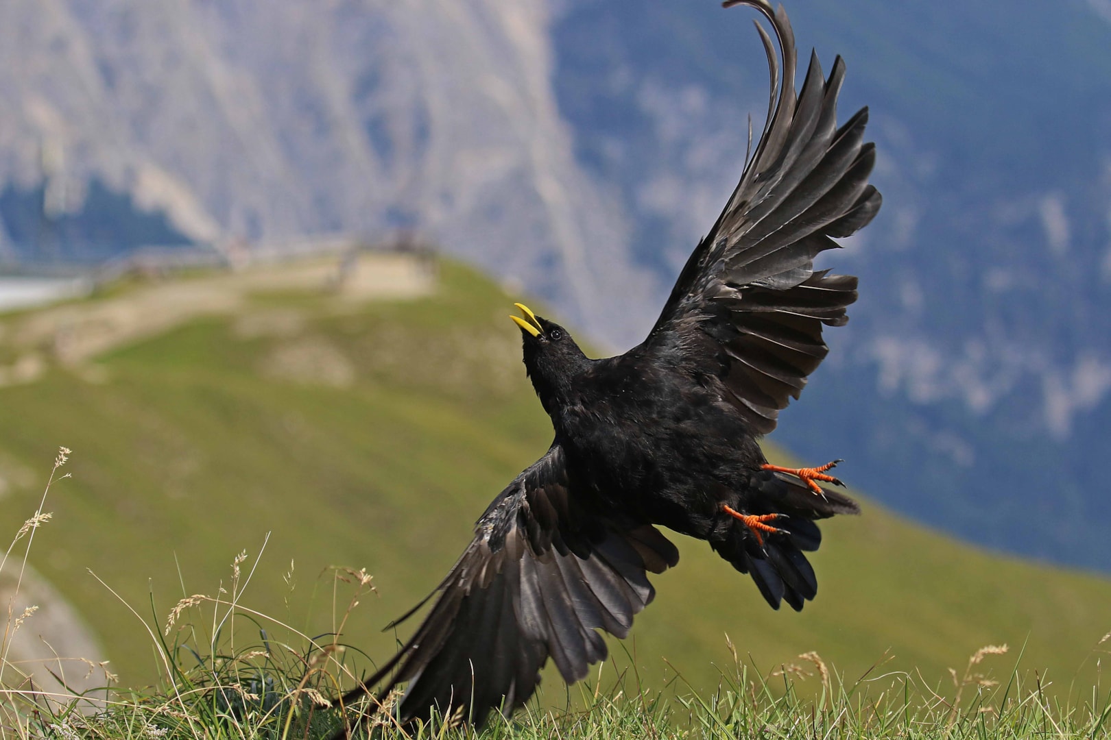 Alpine Chough by Christopher Bell - BirdGuides