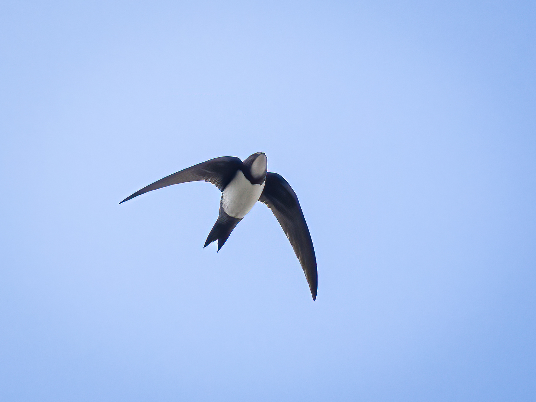 Alpine Swift by Terry Laws - BirdGuides